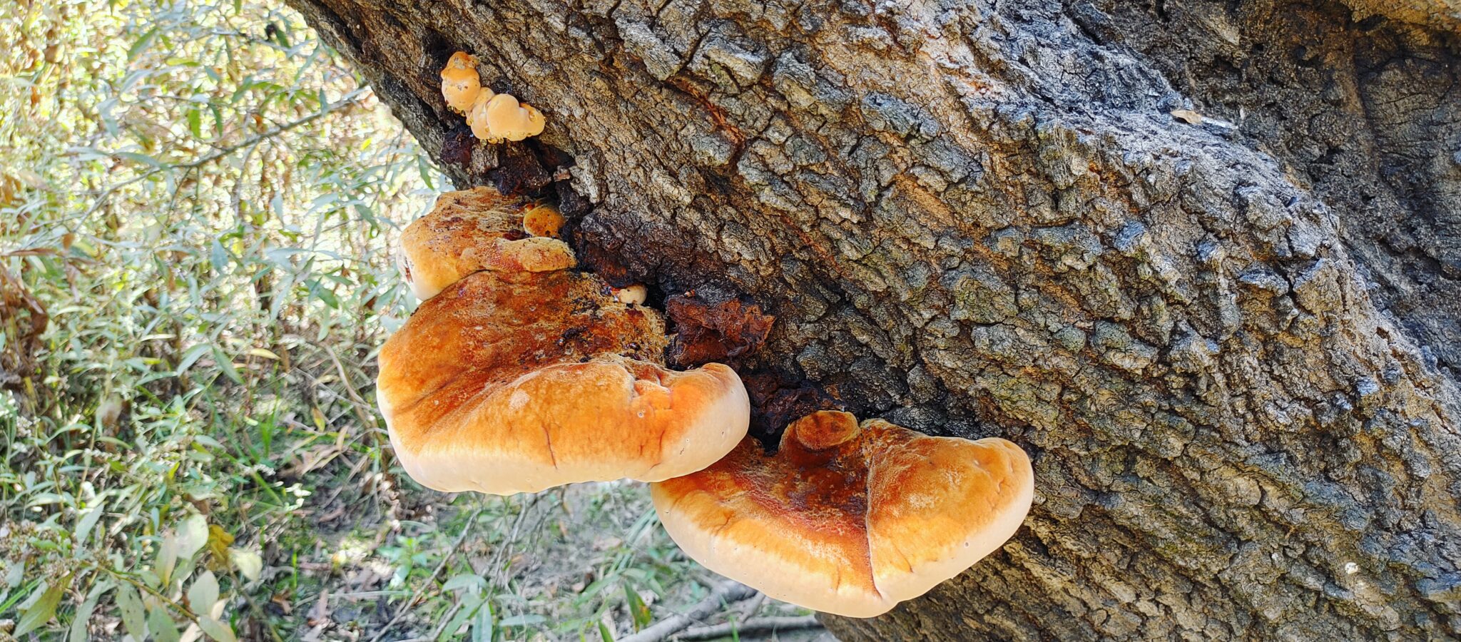 Keechi Creek WMA (Oct. 2020) – Bradbery Adventures