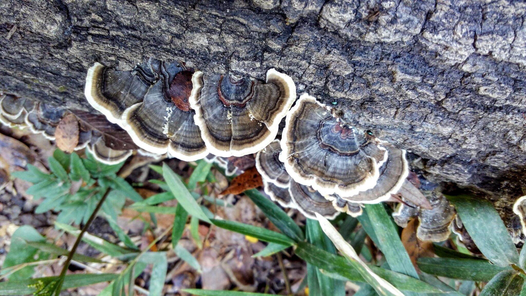 Keechi Creek WMA (Oct. 2020) – Bradbery Adventures