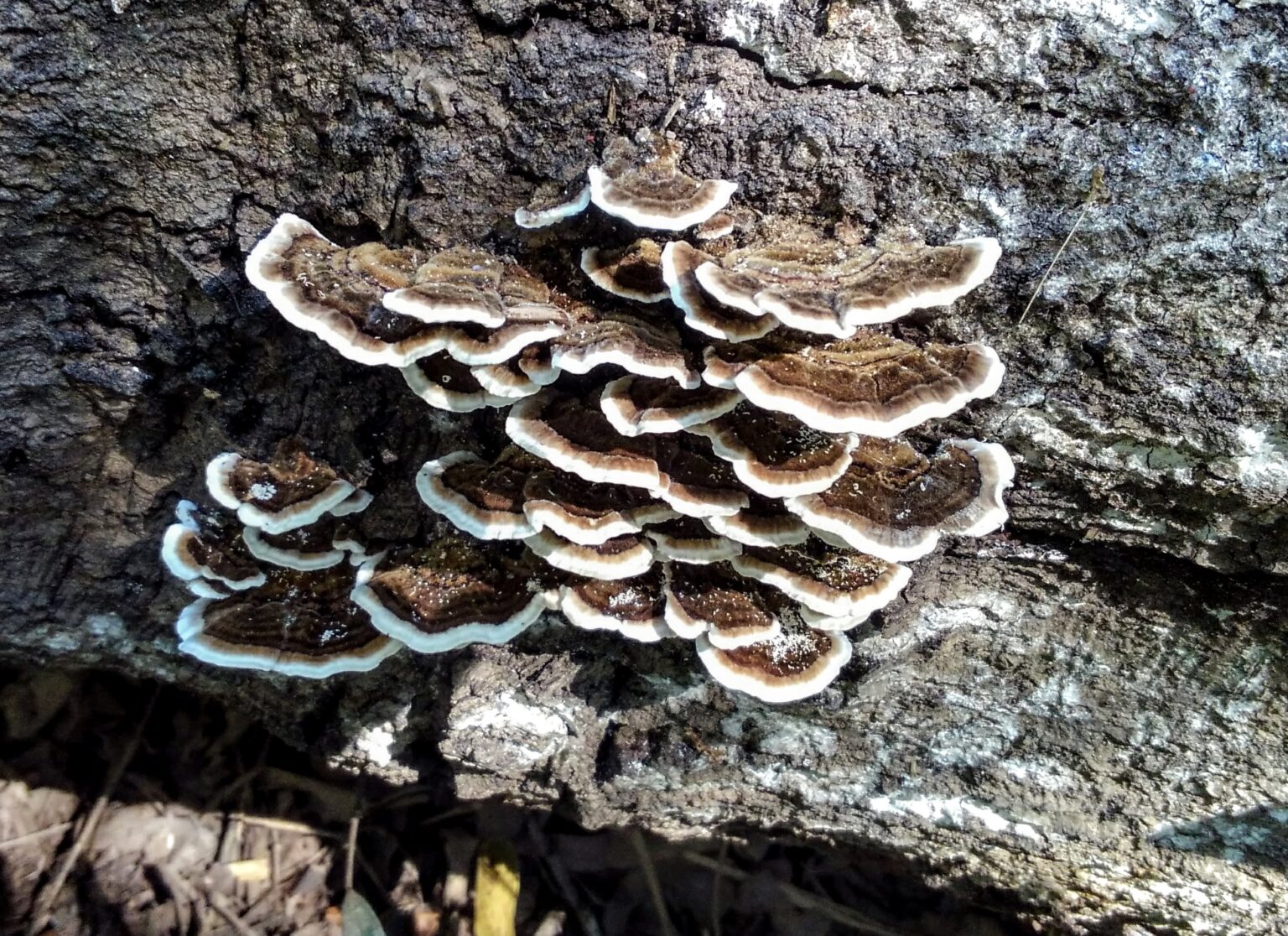 Keechi Creek WMA (Oct. 2020) – Bradbery Adventures