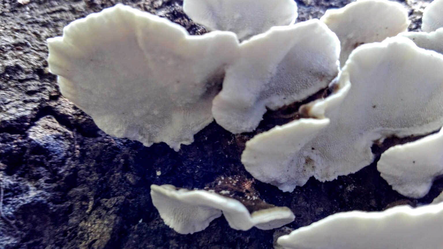 Keechi Creek WMA (Oct. 2020) – Bradbery Adventures