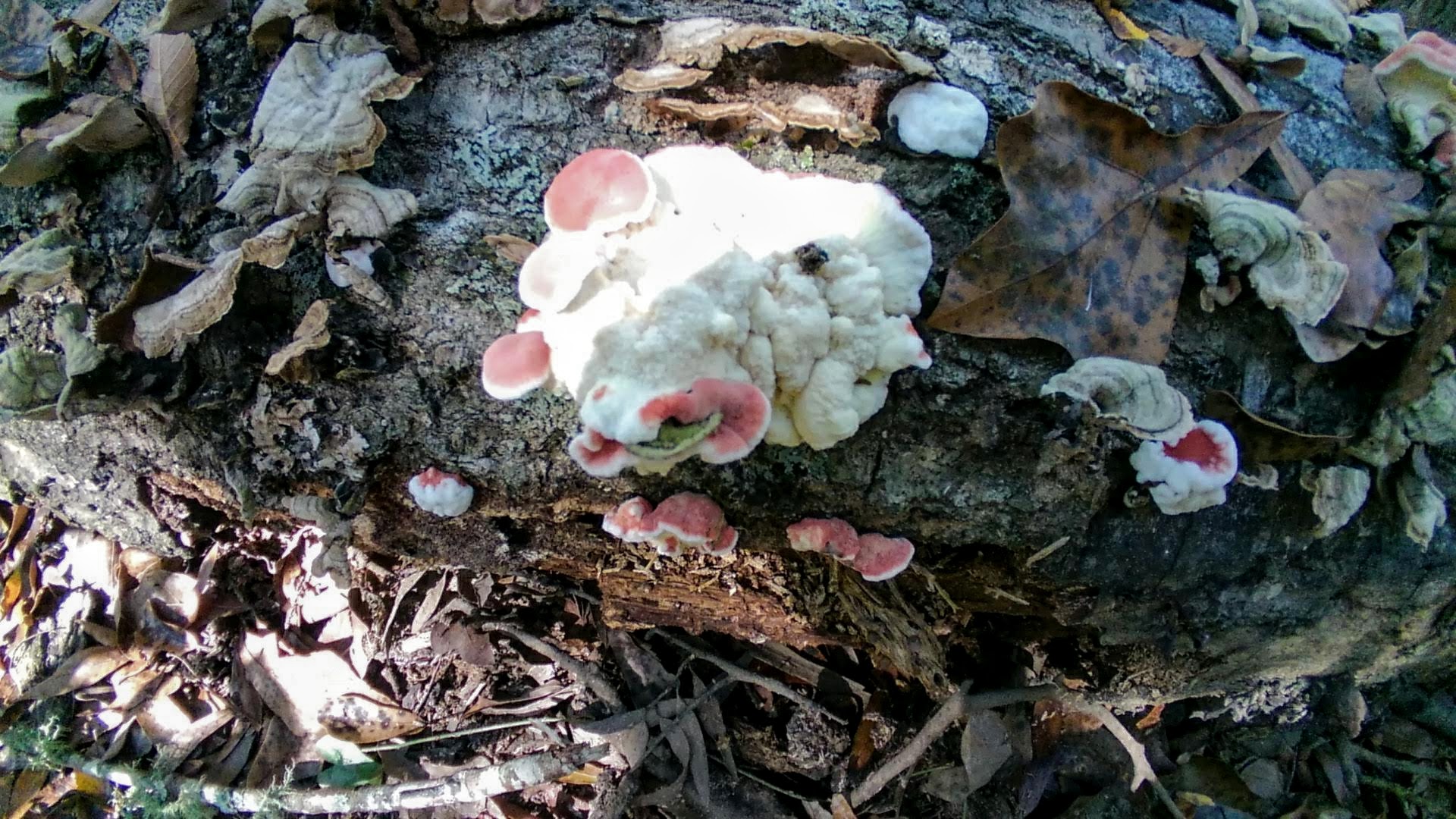 Keechi Creek WMA (Oct. 2020) – Bradbery Adventures